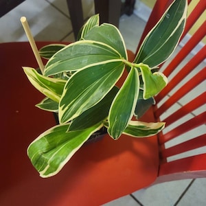 Variegated Spiral Ginger Costus Arabicus Variegatus - Etsy