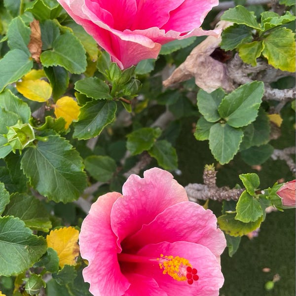 Baby's Breath and Rose Horn Arch Flowers for Wedding, Wedding Pillar ...