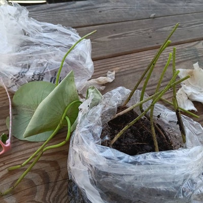 Fresh Whole Burdock Root, Gobo Root - Etsy