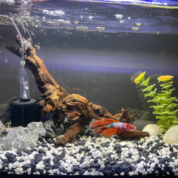 Bog Wood / Aquarium Décor / Terrarium / Reptile Tank / Aquascaping ...