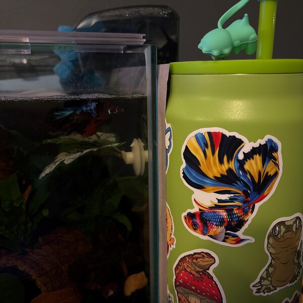 Lollipop Blue Swimming Betta Fish Charm, Gift for Betta Fish Lover ...