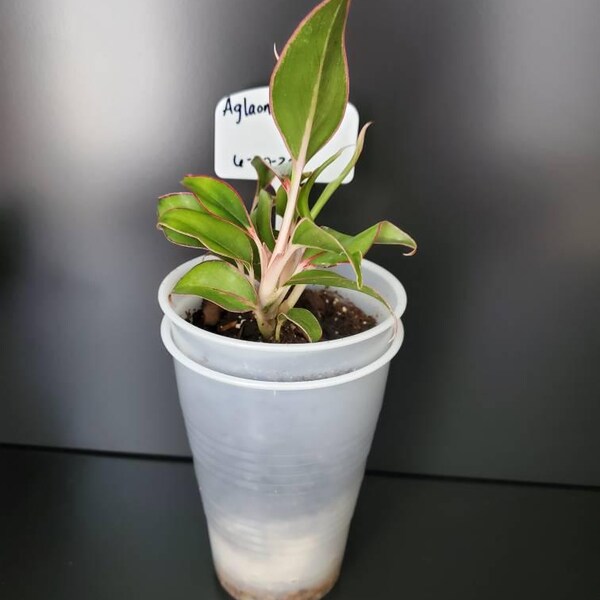 Philodendron Birkin Galaxy Starter Plant (ALL STARTER PLANTS Require ...