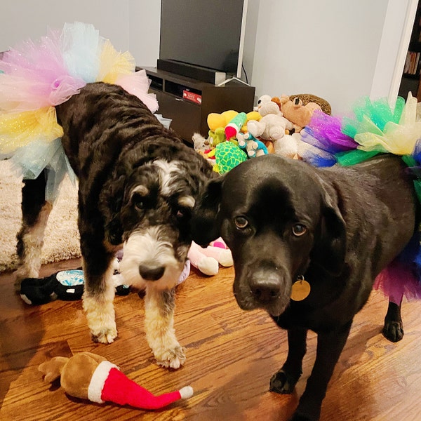 Unicorn Dog Costume: Horn Handmade, Cute, Rainbow, Fluffy Princess Dog ...