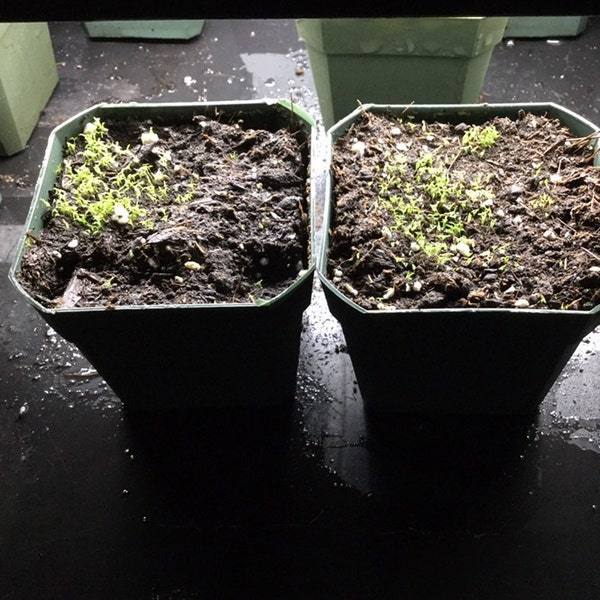 Irish Moss Seeds | Irish Moss Ground Cover Seeds | Sagina Subulata ...