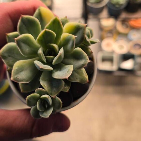 Haworthia Picta Metallic Red - Etsy