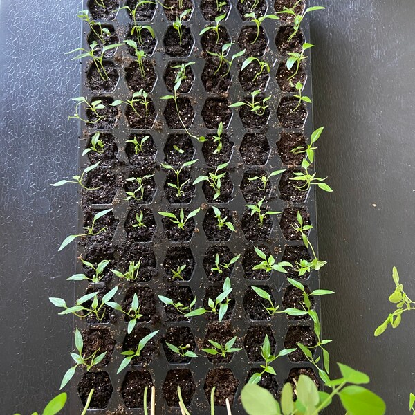 HEIRLOOM Hot Pepper Seeds 6 Varieties Pack PREMIUM Strain 100% Organic ...