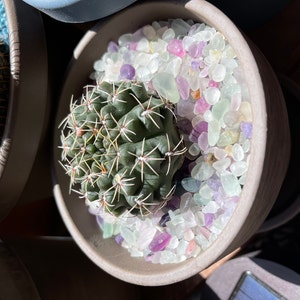 3.5 Giant Chin Cactus Gymnocalycium Saglione - Etsy