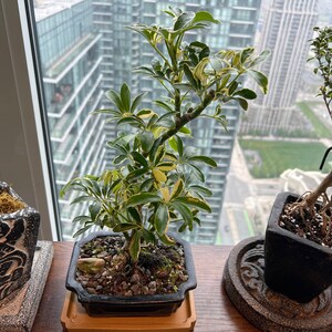 Purple Trumpet Bonsai Tree inner Feeling Collection From Cute Little ...
