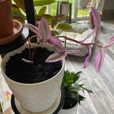 Electro Culture Rods for Plants Copper Electroculture Garden - Etsy