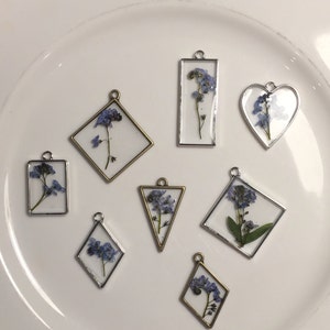 Pressed Real Dry Forget Me Not Flower, Pressed Blue Forget Me Not ...