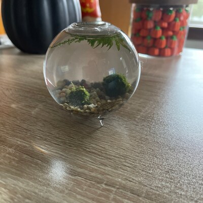 Small Zen Nano Java Moss Ball Terrarium DIY Craft Kit for Office Desk ...