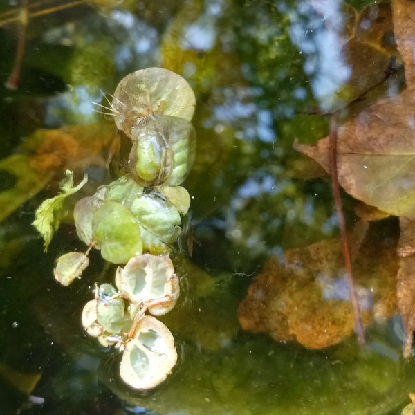 Casey Jones | American Folk Heroes Series | Limited Edition Plate No ...