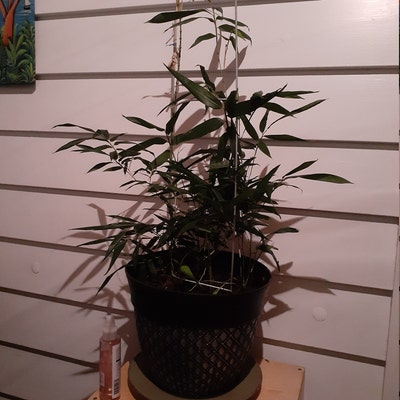 Phyllostachys Bissetti/david Bisset Bamboo-very COLD HARDY Down to 15 ...