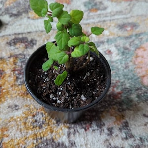 Bonsai Mint plectranthus Ernstii Caudex - Etsy
