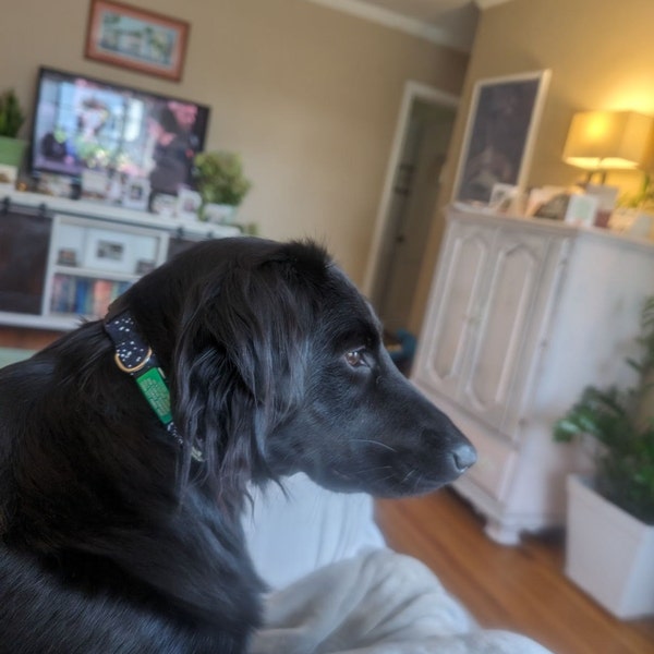 Dog Collar, Big Dipper, Stars, Constellations, Key Fob, Keychain, Glow ...