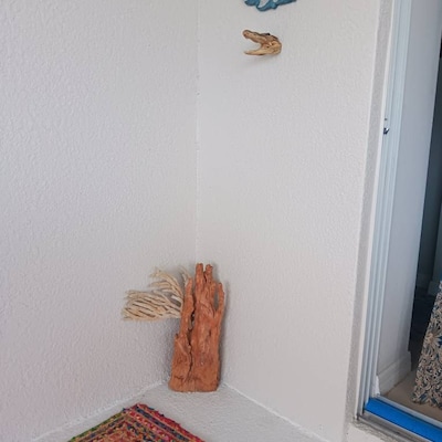 Gulf Coast Florida Horse Conk Shell - Etsy