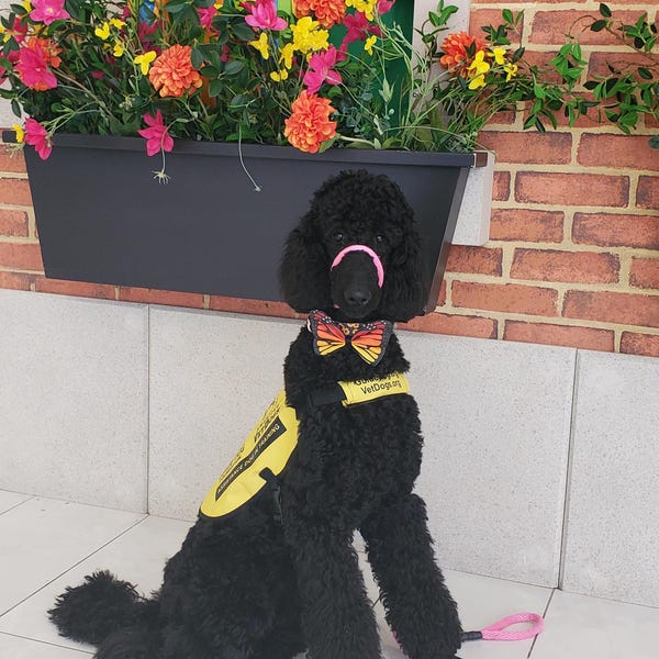 Trans Pride Monarch Butterfly Hairbow - Pretied Bowtie - Fabric Insect ...