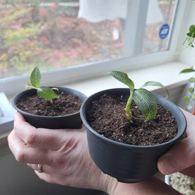 Ludochilus Sea Turtles Jewel Orchid - Etsy