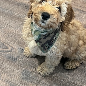 AKC Scent Work NOVICE Title Progression Tracking Sheet Digital Download ...