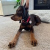 Doberman Ear Posting Brace - Etsy