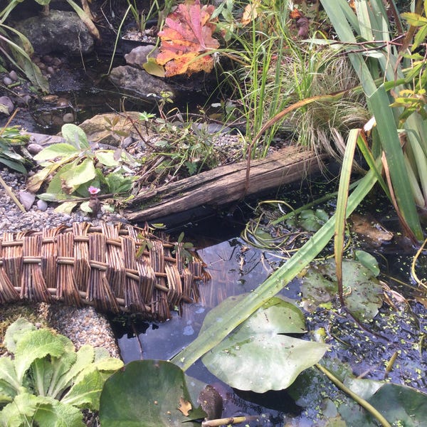 Hedgehog Pond Ramp, Hedgehog Conservation, Pond Decorations, Gardener ...