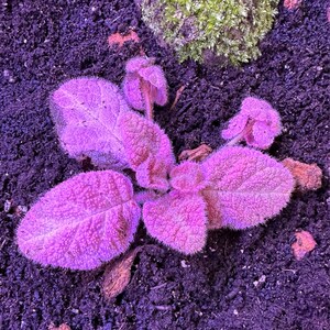 Bratonia Golden Spider 'copius' Orchid Plant Shipped - Etsy