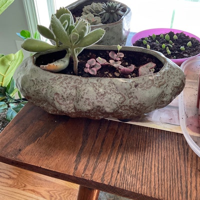 Premium Large Shallow Succulent Planter Pot, Ceramic With Decorative ...