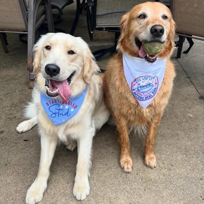 Ball-less & Flawless Dog Bandana, Funny Dog Bandana, Neuter Bandana ...