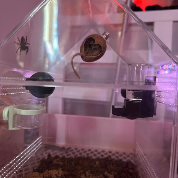 Custom Jumping Spider Enclosure From Kritter Kribs With Magnetic ...