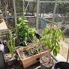 Edgar Mango TREE GRAFTED (2-4 Feet Tall). Ship to All States - Etsy