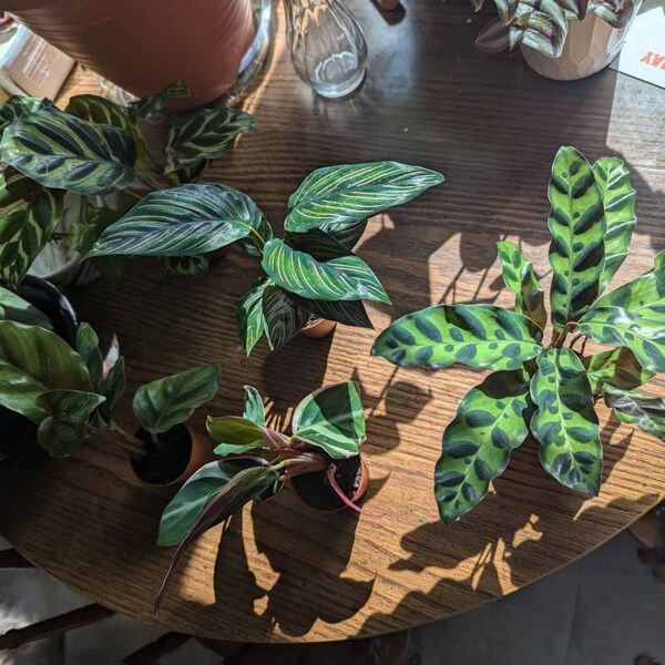 Calathea Assorted Starter Pack | Calathea Starter Plants | Rooted ...