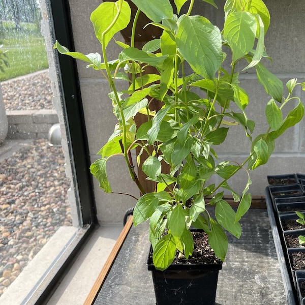 Cornus Sericea 'bergeson Compact' - Dwarf Red Twig Dogwood - 4" Pot ...