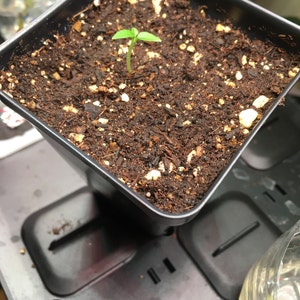 Cold Hardy Chili Pepper Seeds Capsicum Flexuosum Aka - Etsy Canada