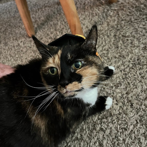 Mini-sized Graduation Cap Cat Hat for Your Cat FREE SHIPPING! Add-on ...