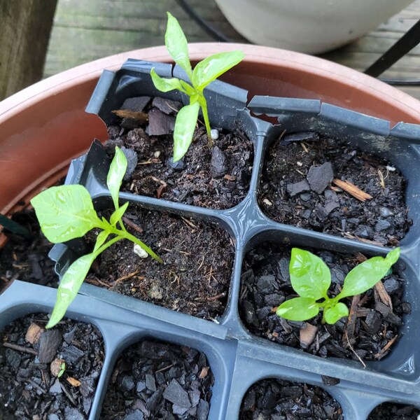 Hungry Like the Wolf Tomato Seeds From Bill Yoder Duran Duran Line ...