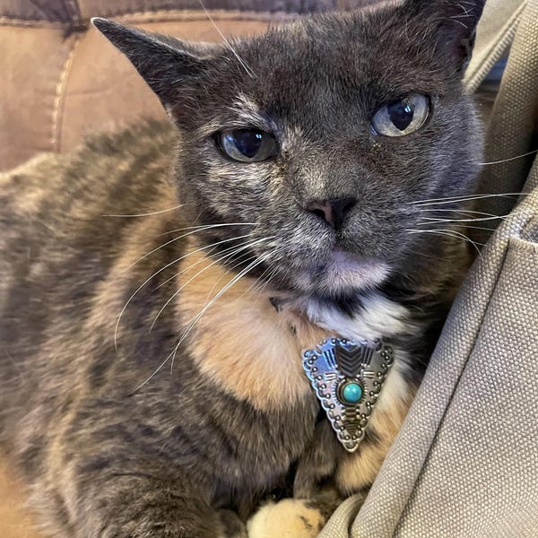 Trooper Cat Hat for Your Cat, Ranger Hat for Your Cat - Etsy