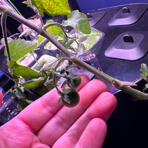 Spanish Needle Seeds - Etsy