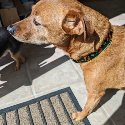 Labrador Retriever Dog Collars, Canoe Dog Collars, Wilderness Dog ...