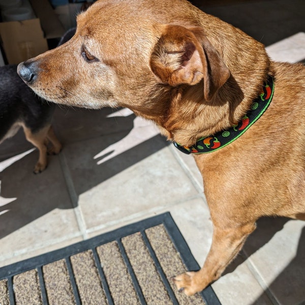 Labrador Retriever Dog Collars, Canoe Dog Collars, Wilderness Dog ...