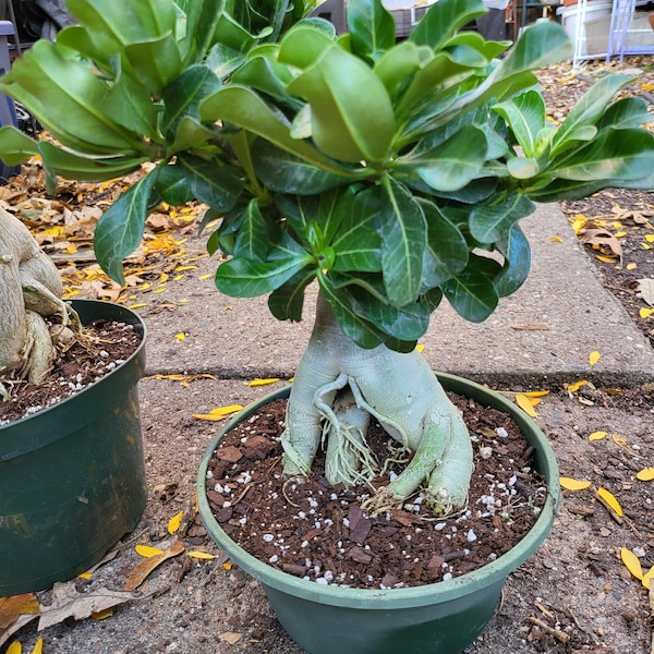 Adenium Arabicum 4 Ways 'green Mind Hybrid' 3.5 Pot A4, Exotic Bonsai ...