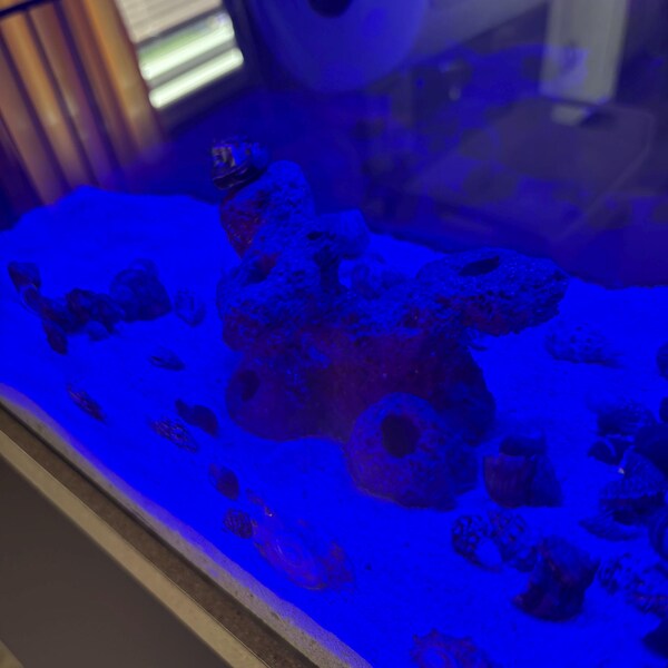 7-hole Torch Tower – Fragrocks Premium Coral Display | Artificial Frag ...