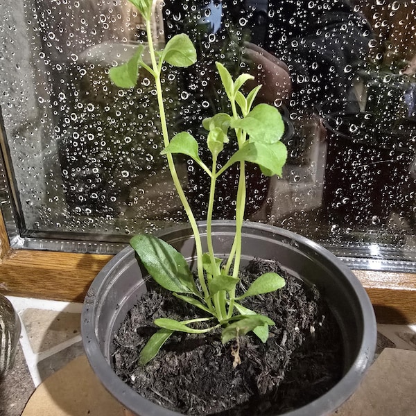 3x Salvia Nachtvlinder Plug Plants Purple Flowers Perennial, Sage - Etsy UK