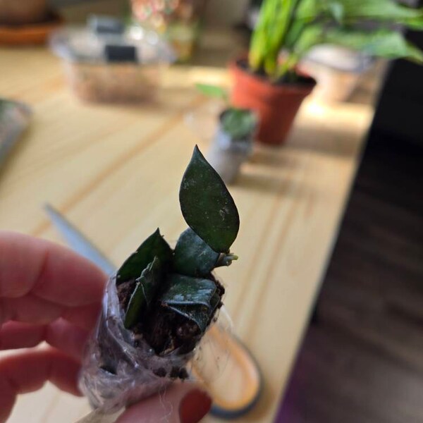 Philodendron 69686 Starter Plant ALL STARTER PLANTS Require You to ...