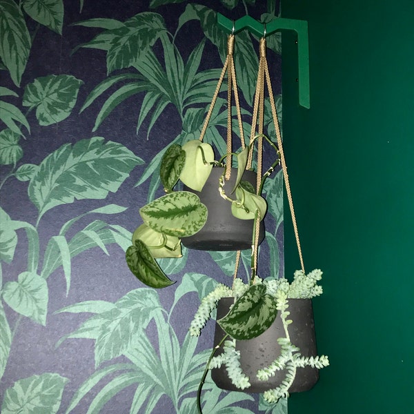 Indoor Plant Hook, Wall Mounted Wooden Plant Hanger STEM Plant Bracket ...