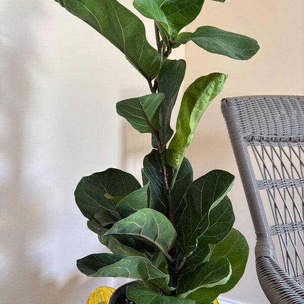 LIVE 6” Pot Ivy Plant, Hedera Helix, Plant Gift for Home, Dad Christmas ...