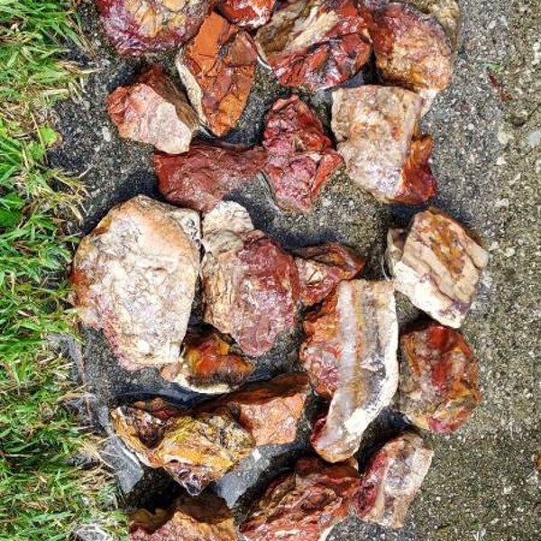 Petrified Wood Slice, Wood Grain. Fossilized Wood Rock Collection ...