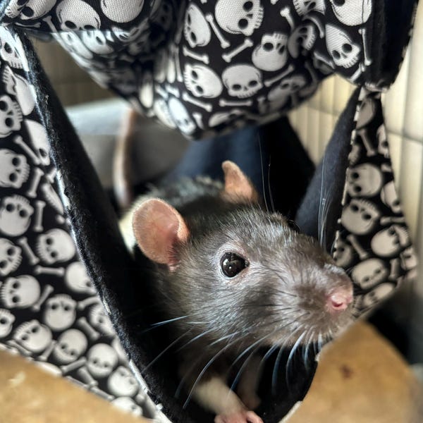 Single Color Nesting Material - Fleece Strips for Bedding Nesting ...