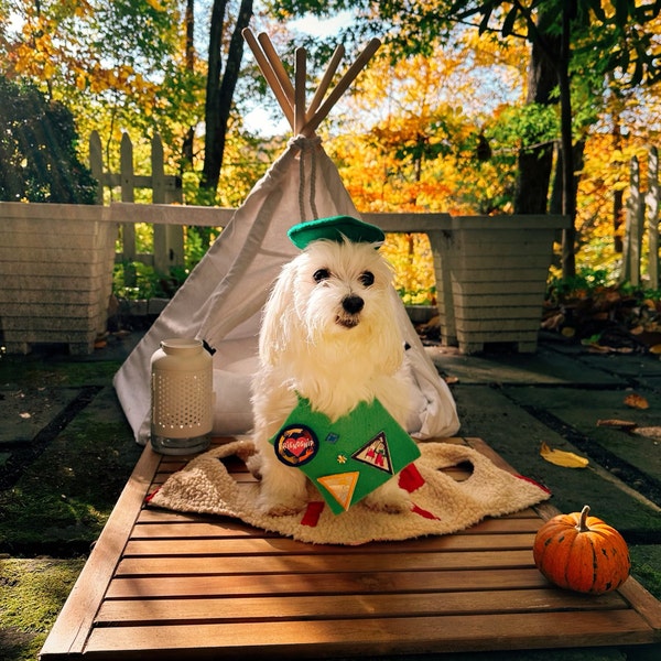 Mini Beret Hat for Dogs (26+ Colors) - Etsy