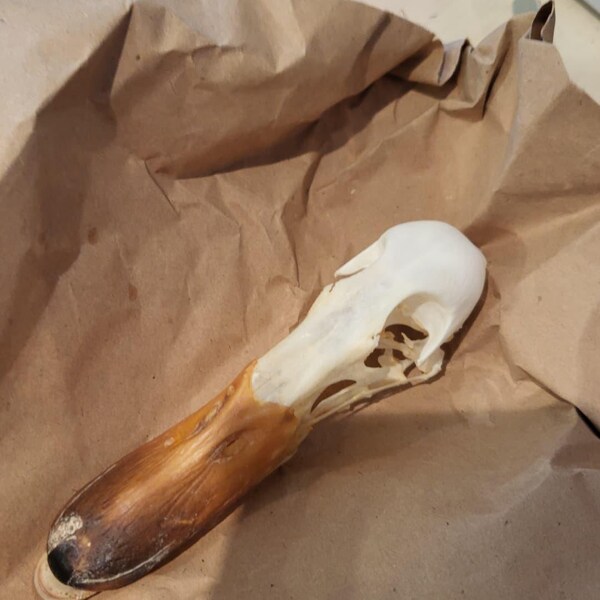 Real Horse Skeleton Named Terry. Complete. 25 Years Old, Huge Male ...