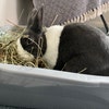 10 Lb 2nd Cut Timothy Hay WITH CLOVER for Rabbits Bunnies - Etsy